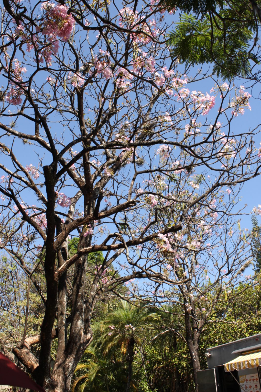 Árboles que dan vida y belleza en El Salvador: Maquilishuat, Bálsamo ...